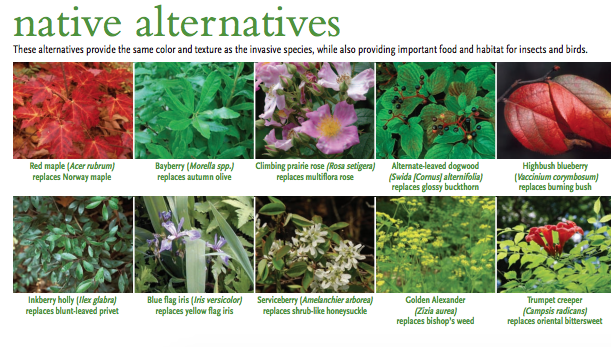 native alternatives - Rhode Island Wild Plant Society