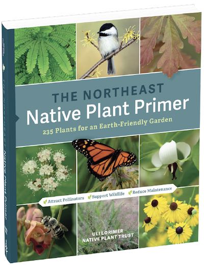 Book Review: The Northeast Native Plant Primer 235 Plants For An Earth ...
