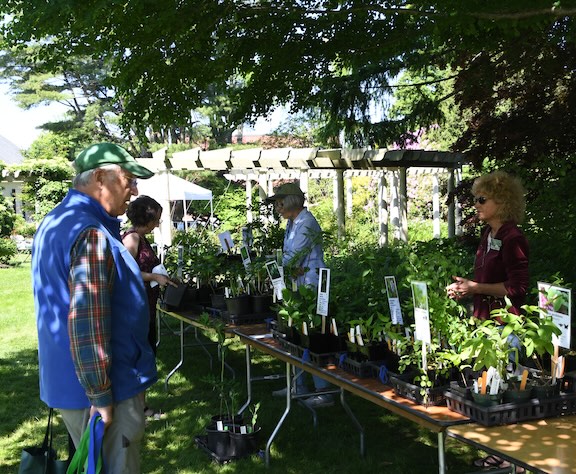 Shade section - Rhode Island Wild Plant Society